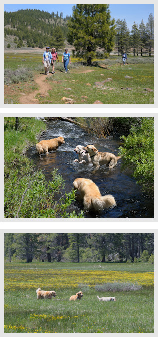 Sagehen Creek | OnTheSummit